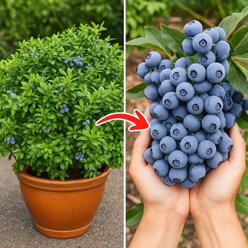 A Year-Round Blueberry Harvest: Planting Blueberries at Home ...